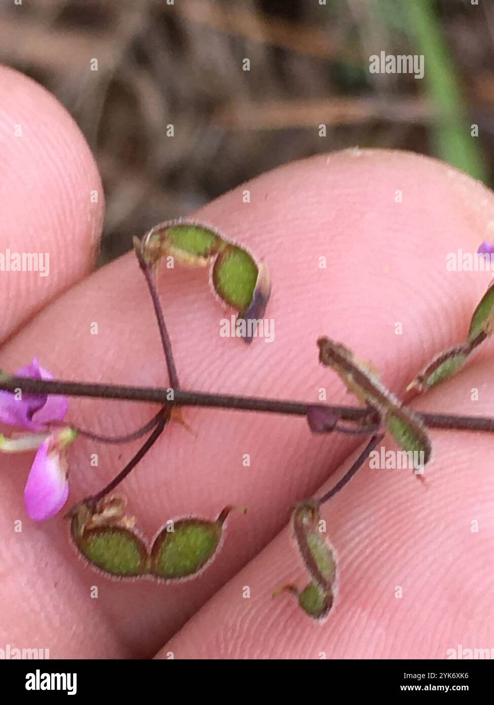 Little-leaf Tick-clover (Desmodium ciliare Stock Photo - Alamy
