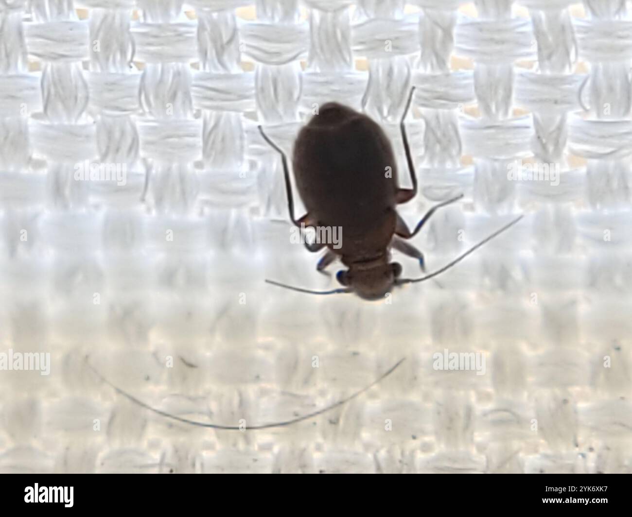 Granary Booklice (Trogiidae Stock Photo - Alamy