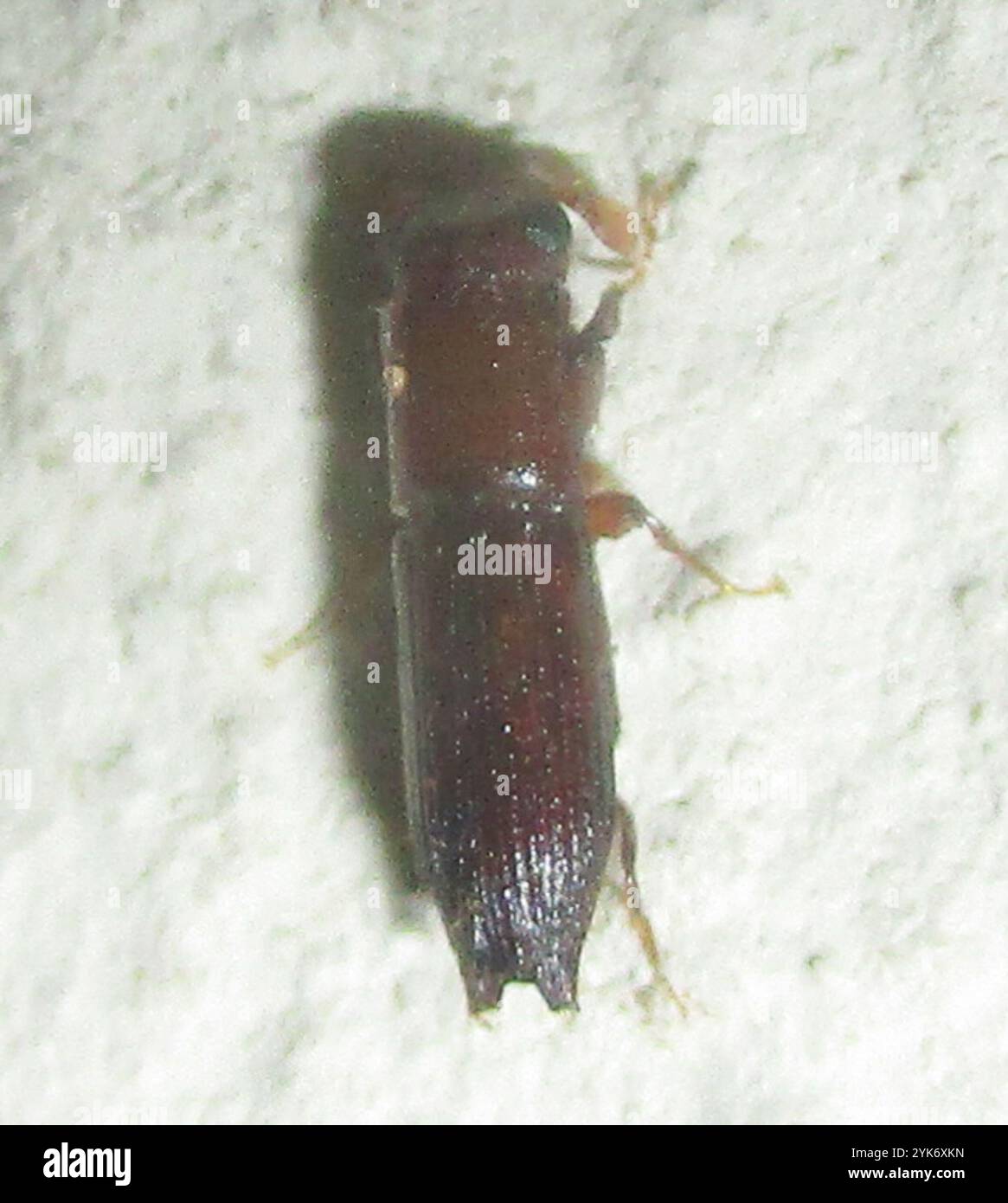 Pinhole Borer Beetles (Platypodinae Stock Photo - Alamy