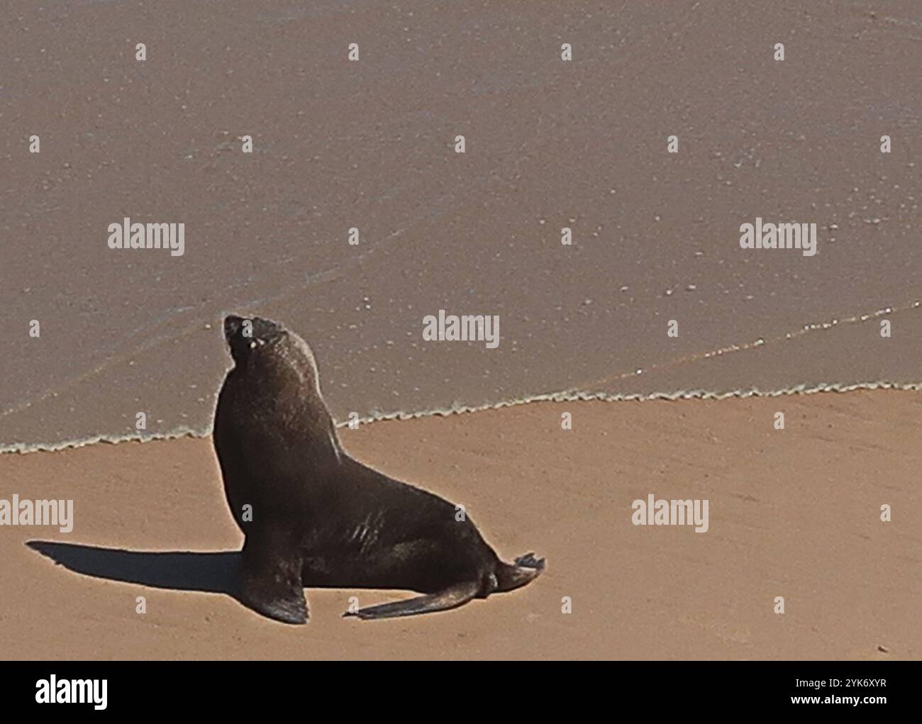 Cape Fur Seal (Arctocephalus pusillus pusillus Stock Photo - Alamy