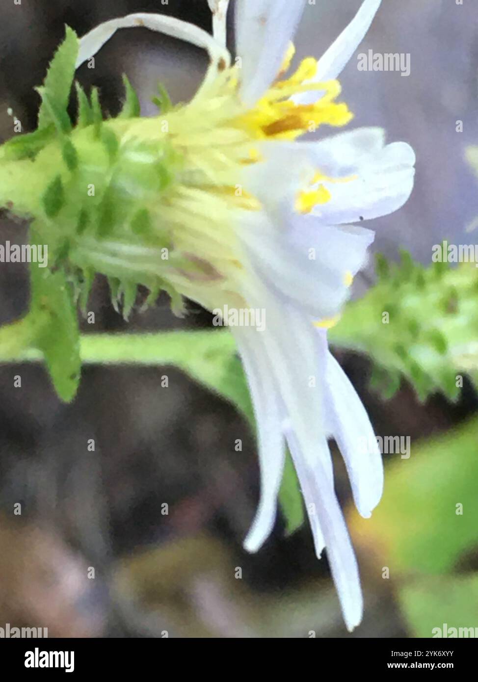 bouquet aster (Eurybia mirabilis Stock Photo - Alamy