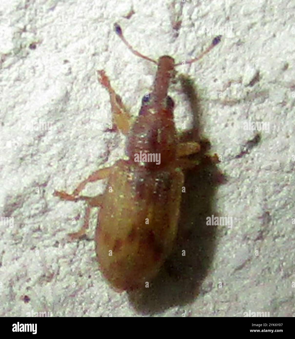 True Weevils (Curculionidae Stock Photo - Alamy