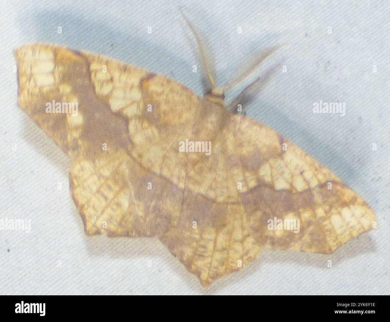 Oak besma moth hi-res stock photography and images - Alamy