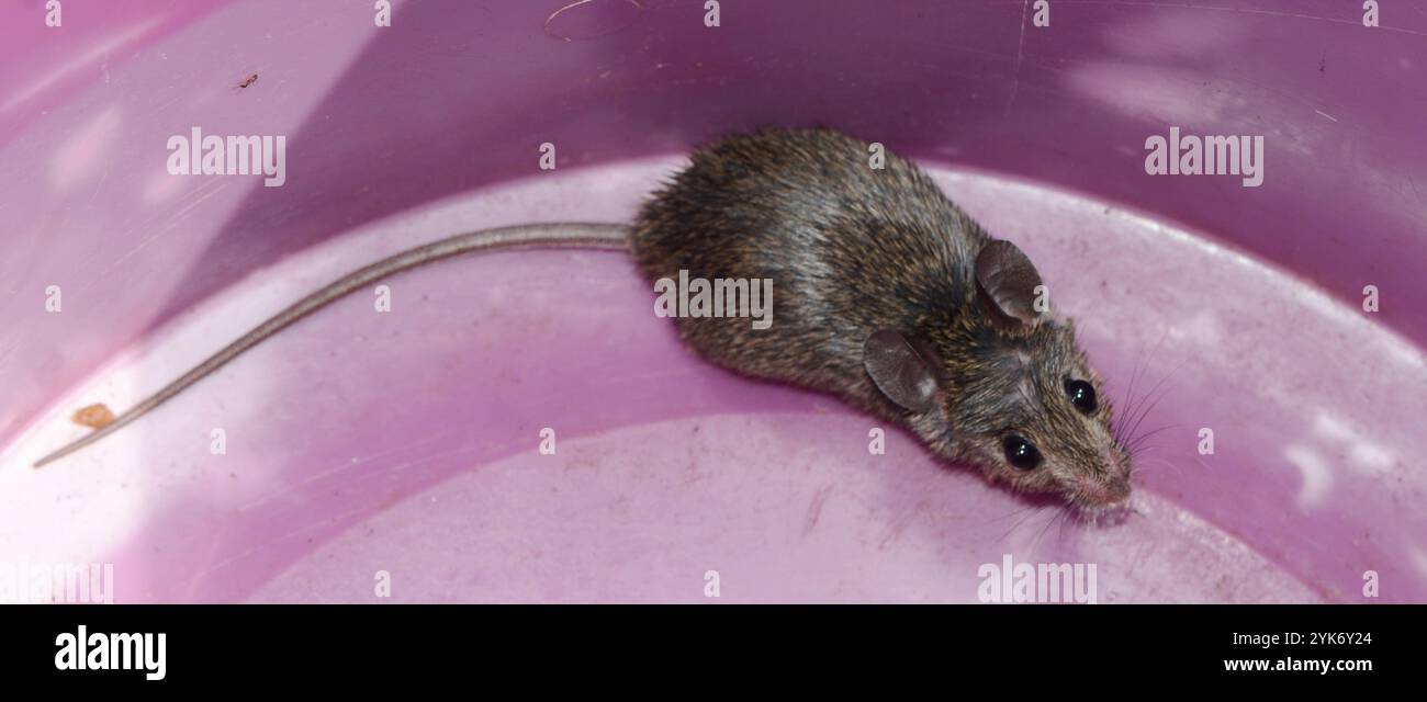 Multimammate mouse hi-res stock photography and images - Alamy