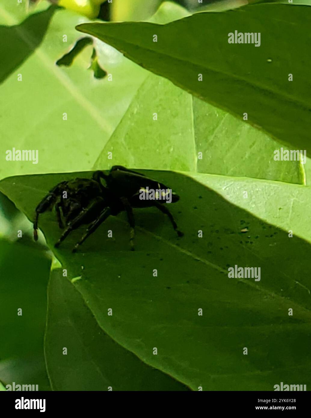 Golden jumping spider paraphidippus aurantius hi-res stock photography ...