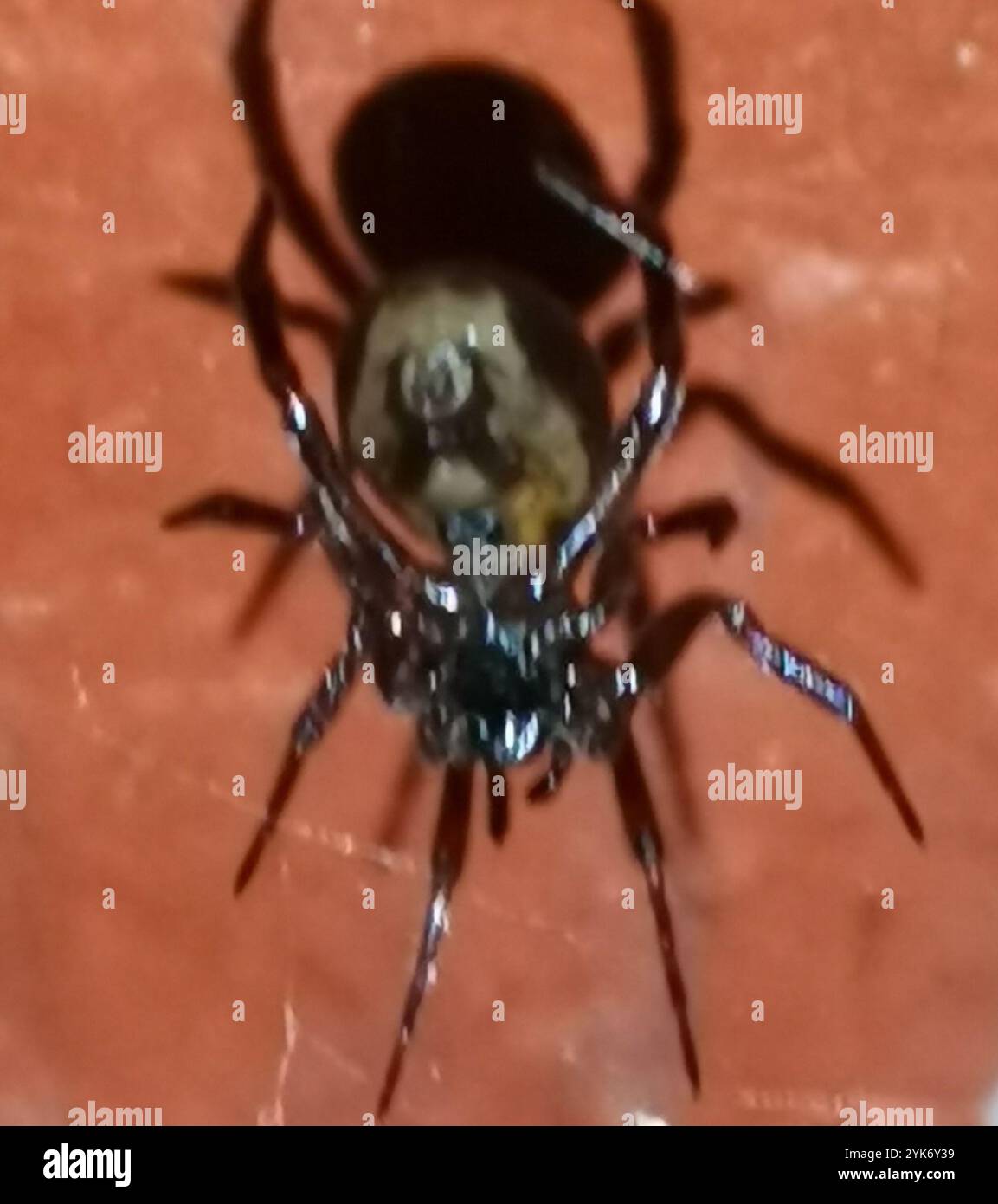 Rabbit hutch spider hi-res stock photography and images - Alamy