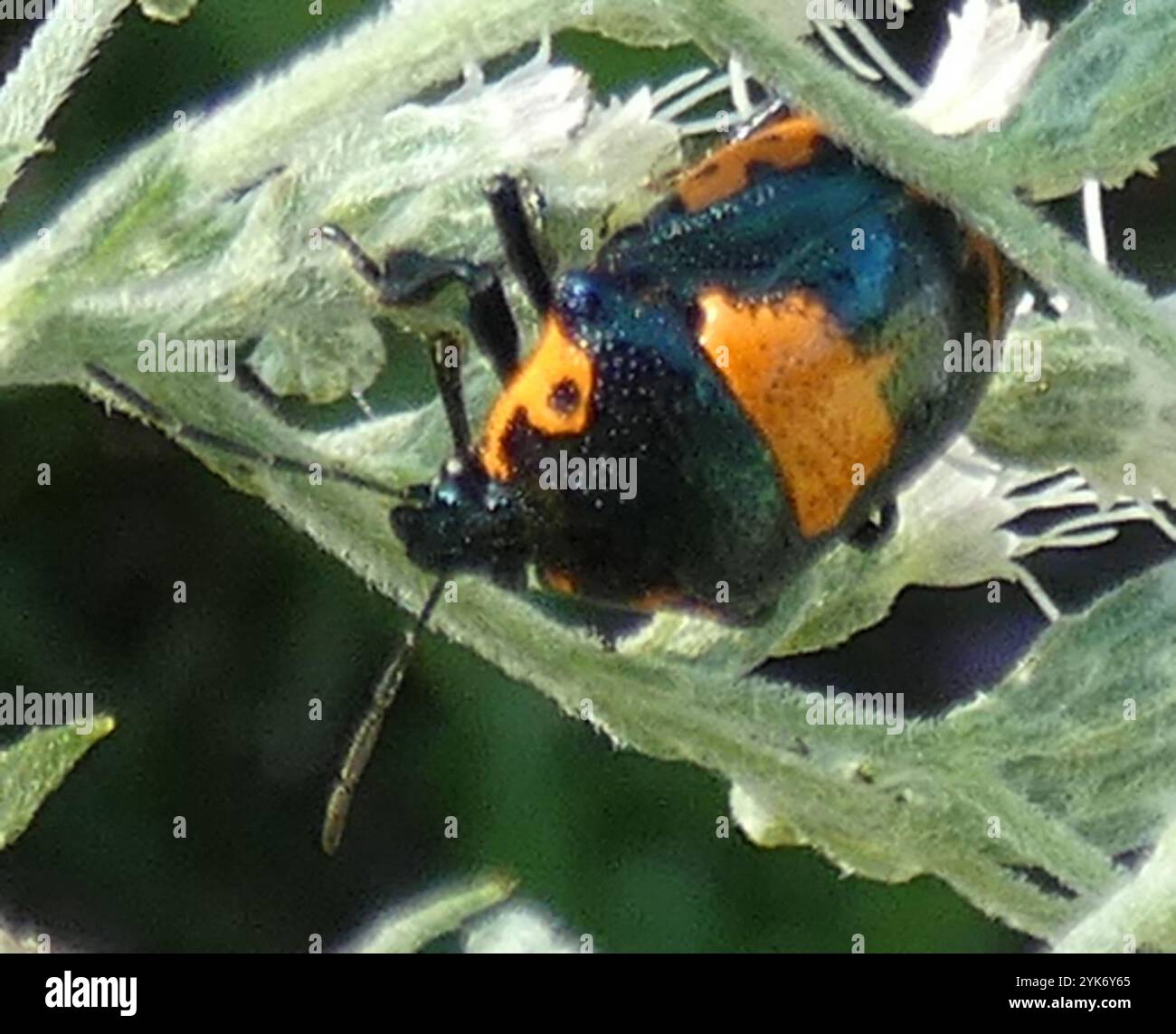 Anchor stink bug hi-res stock photography and images - Alamy