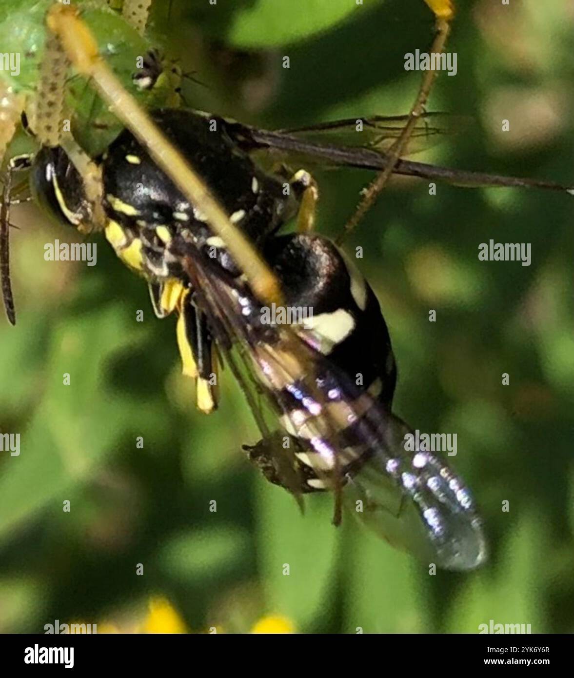 Four-banded Stink Bug Wasp (Bicyrtes quadrifasciatus Stock Photo - Alamy