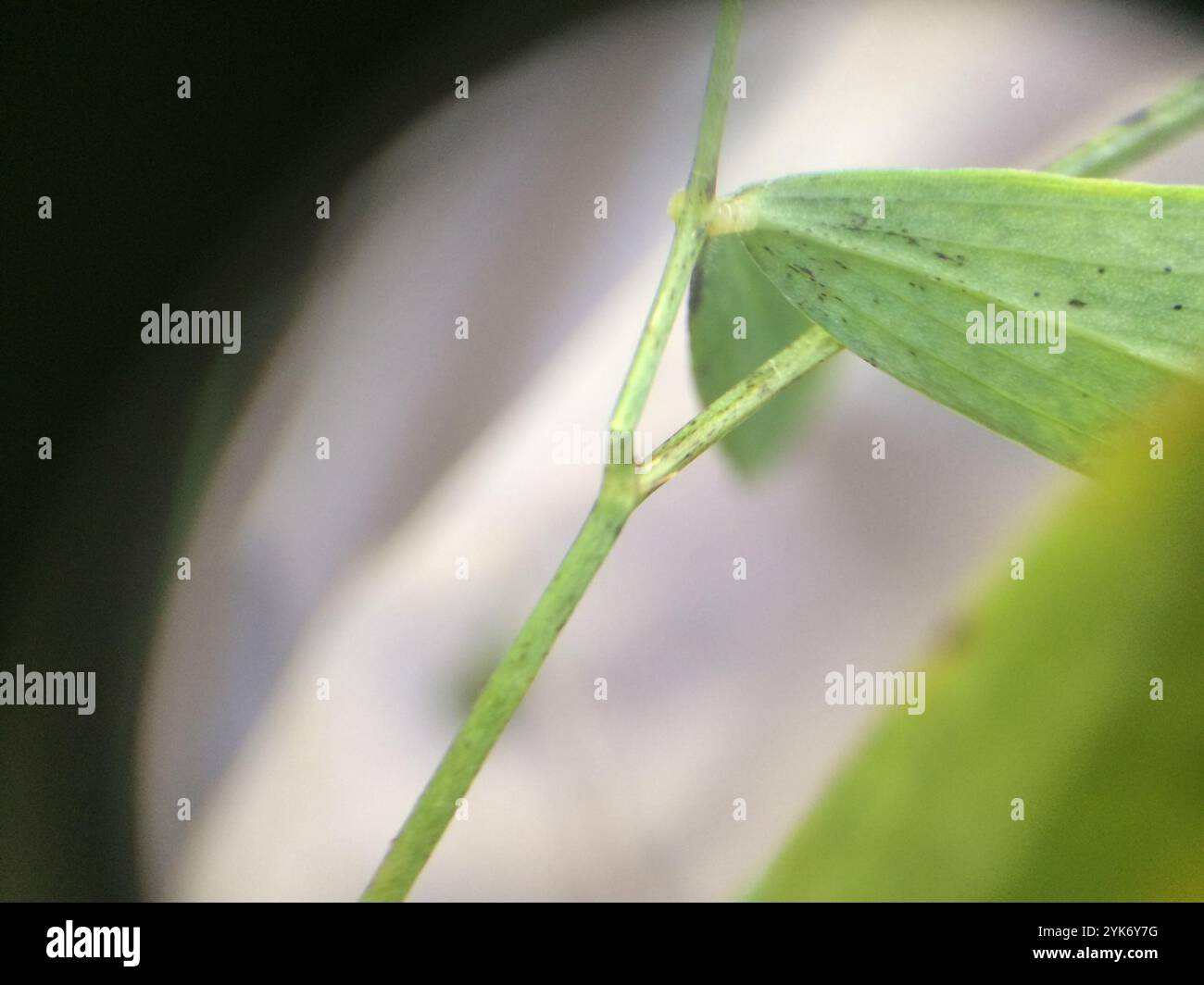 marsh pea (Lathyrus palustris Stock Photo - Alamy