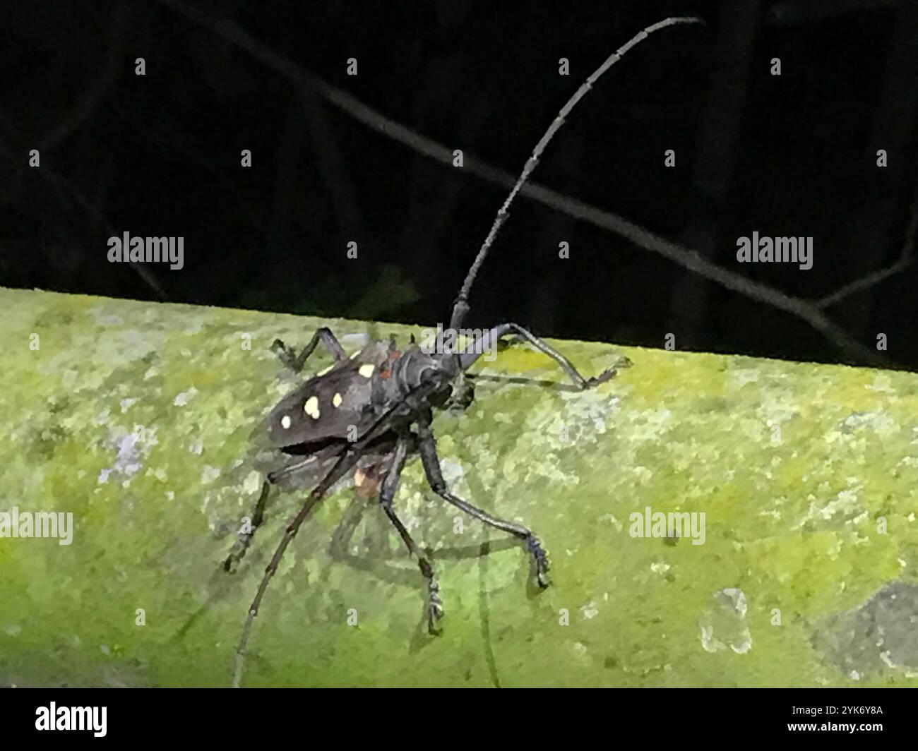 Batocera longhorn hi-res stock photography and images - Alamy