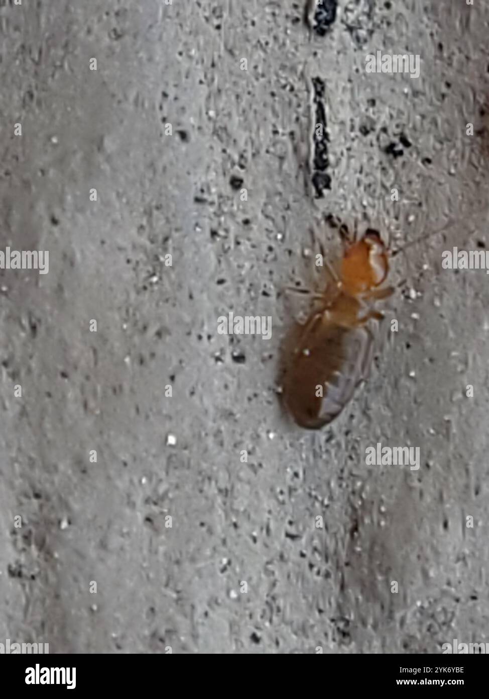 Booklice hi-res stock photography and images - Alamy