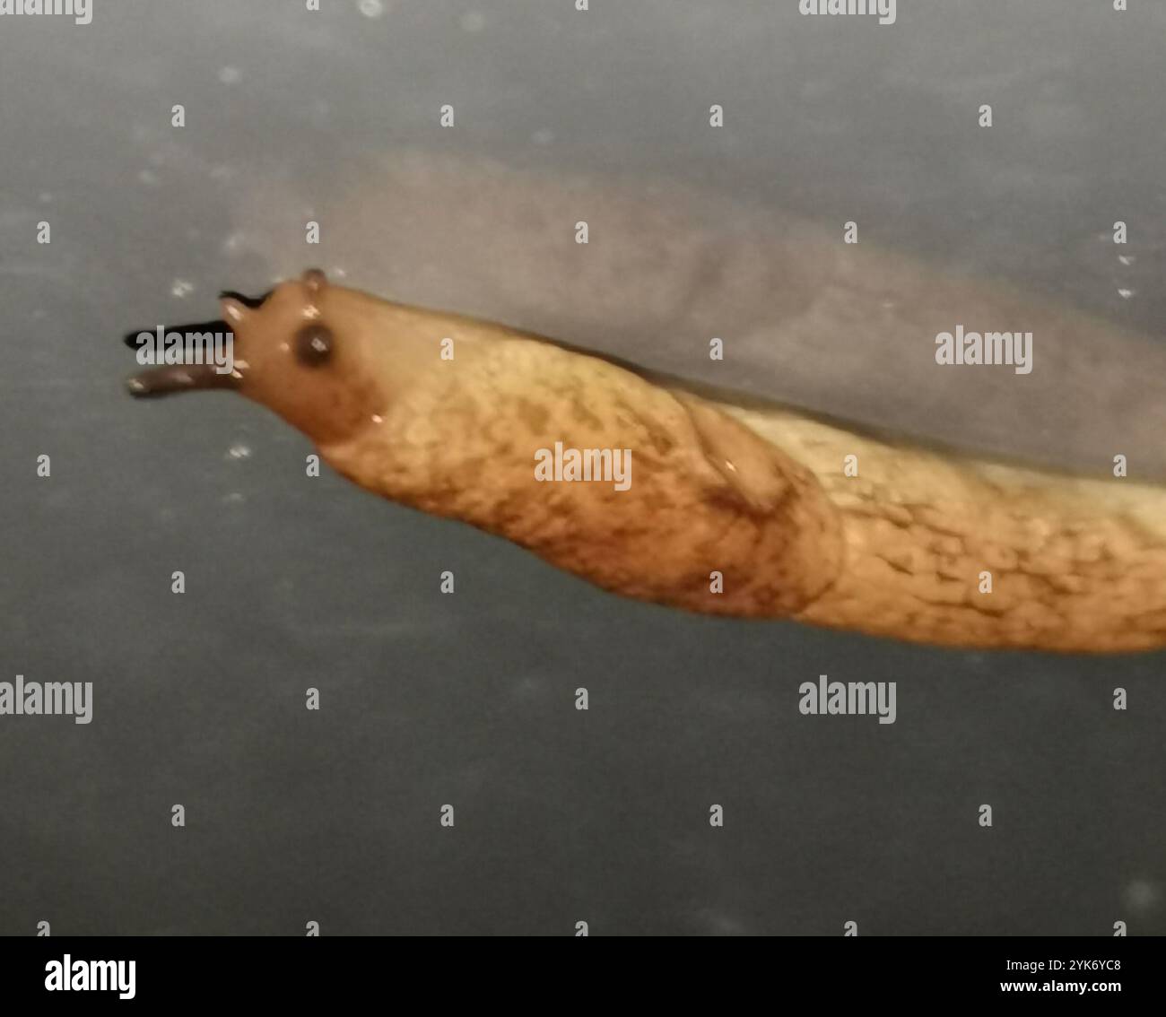 Milky Slug (Deroceras reticulatum Stock Photo - Alamy