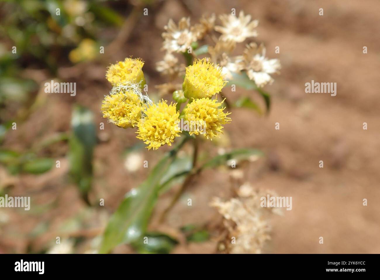 Sticky Psiadia (Psiadia punctulata Stock Photo - Alamy
