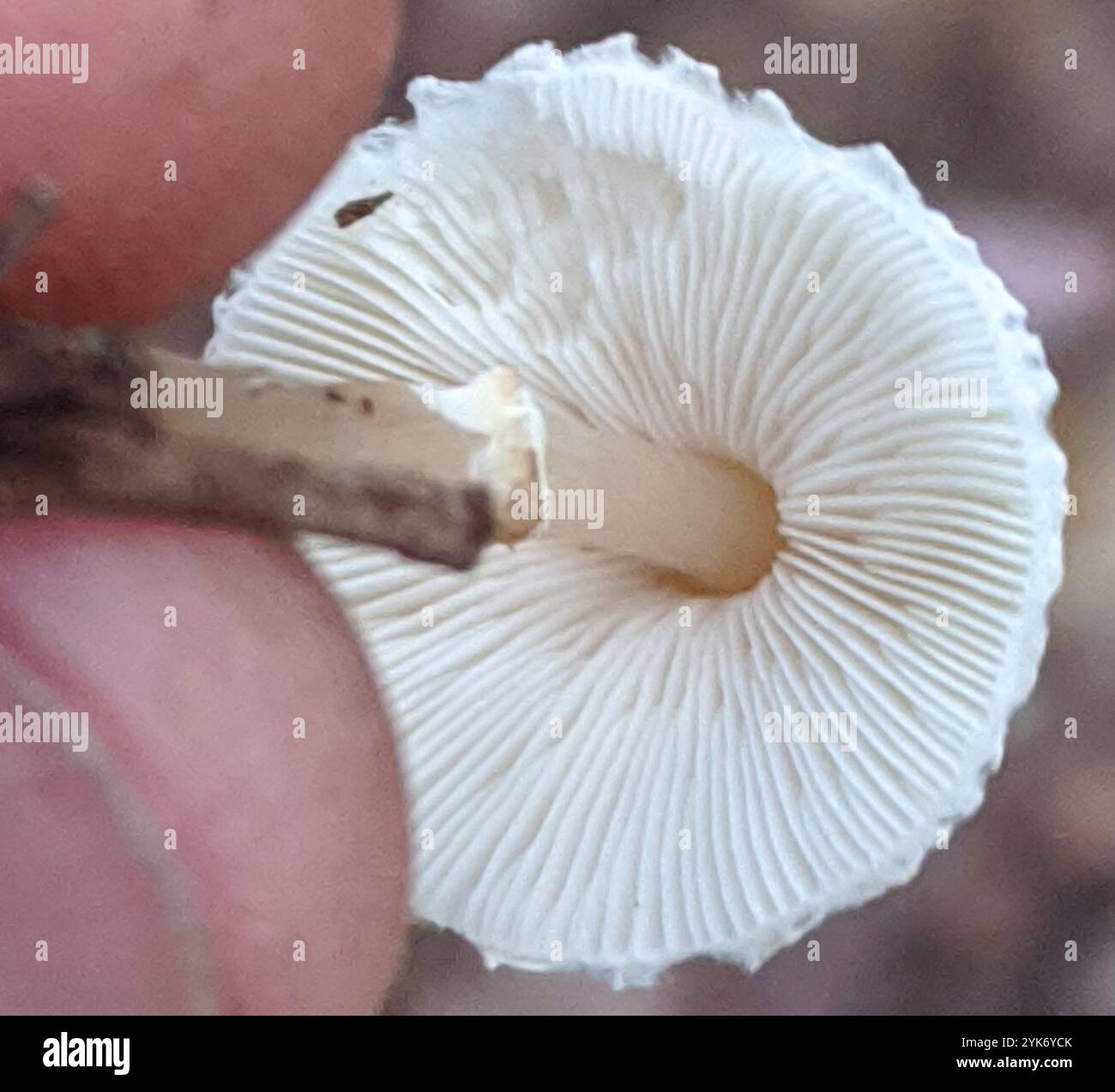 Stinking dapperling hi-res stock photography and images - Alamy