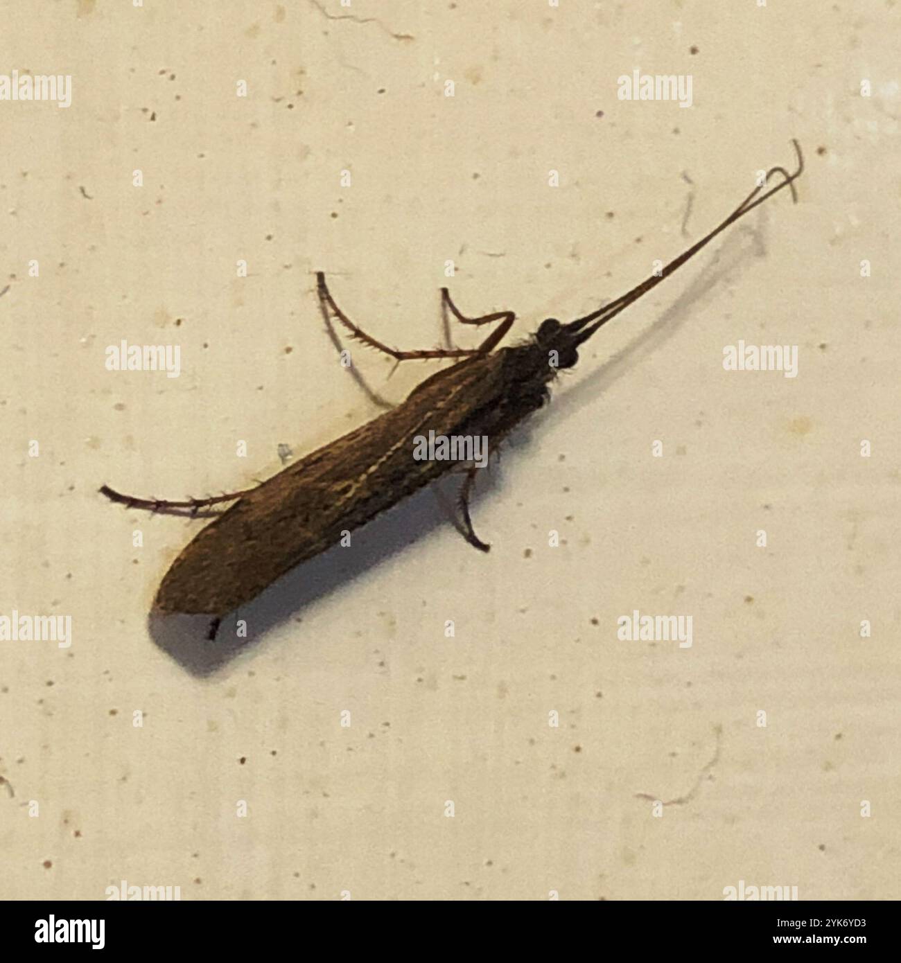 Winged and Once-winged Insects (Pterygota Stock Photo - Alamy