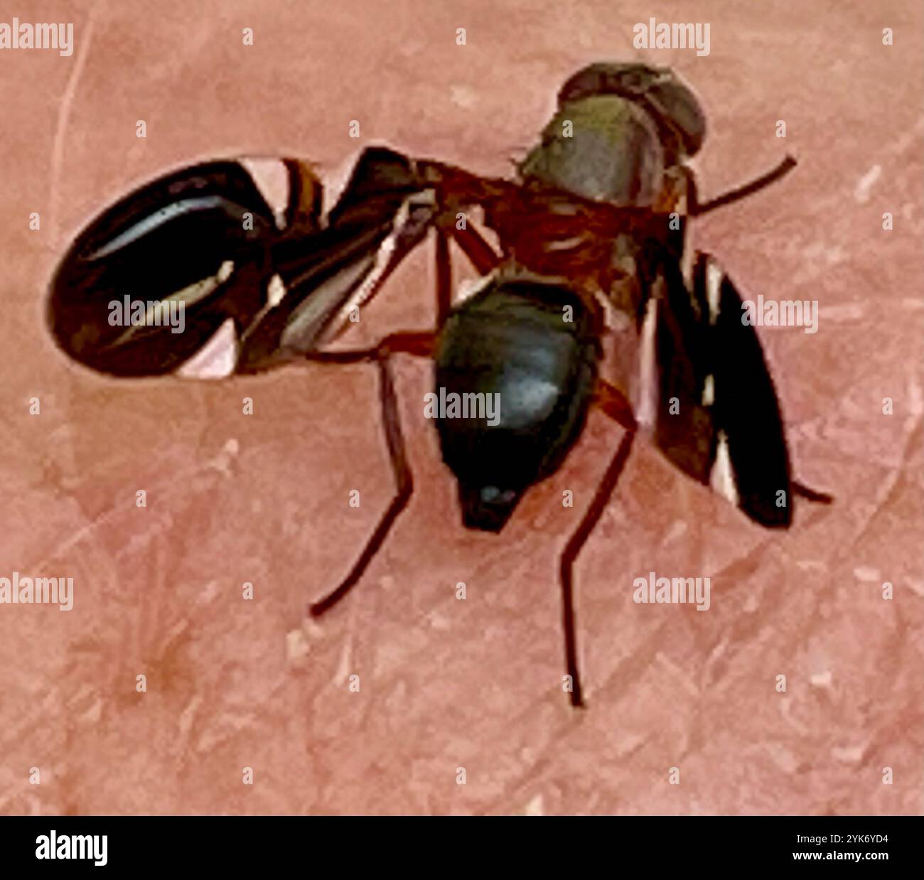 Common Picture-winged Fly (Delphinia picta Stock Photo - Alamy
