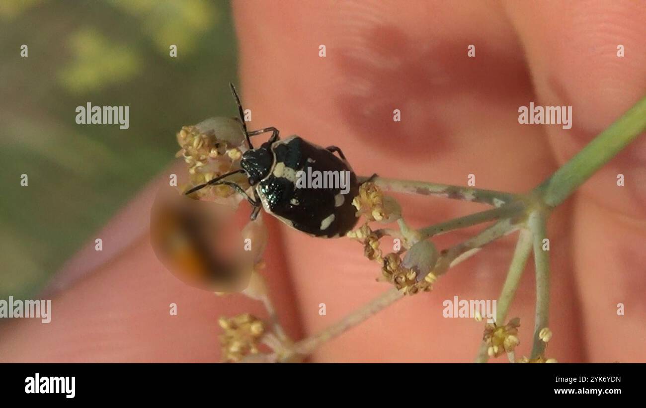 Cabbage Bug (Eurydema oleracea Stock Photo - Alamy