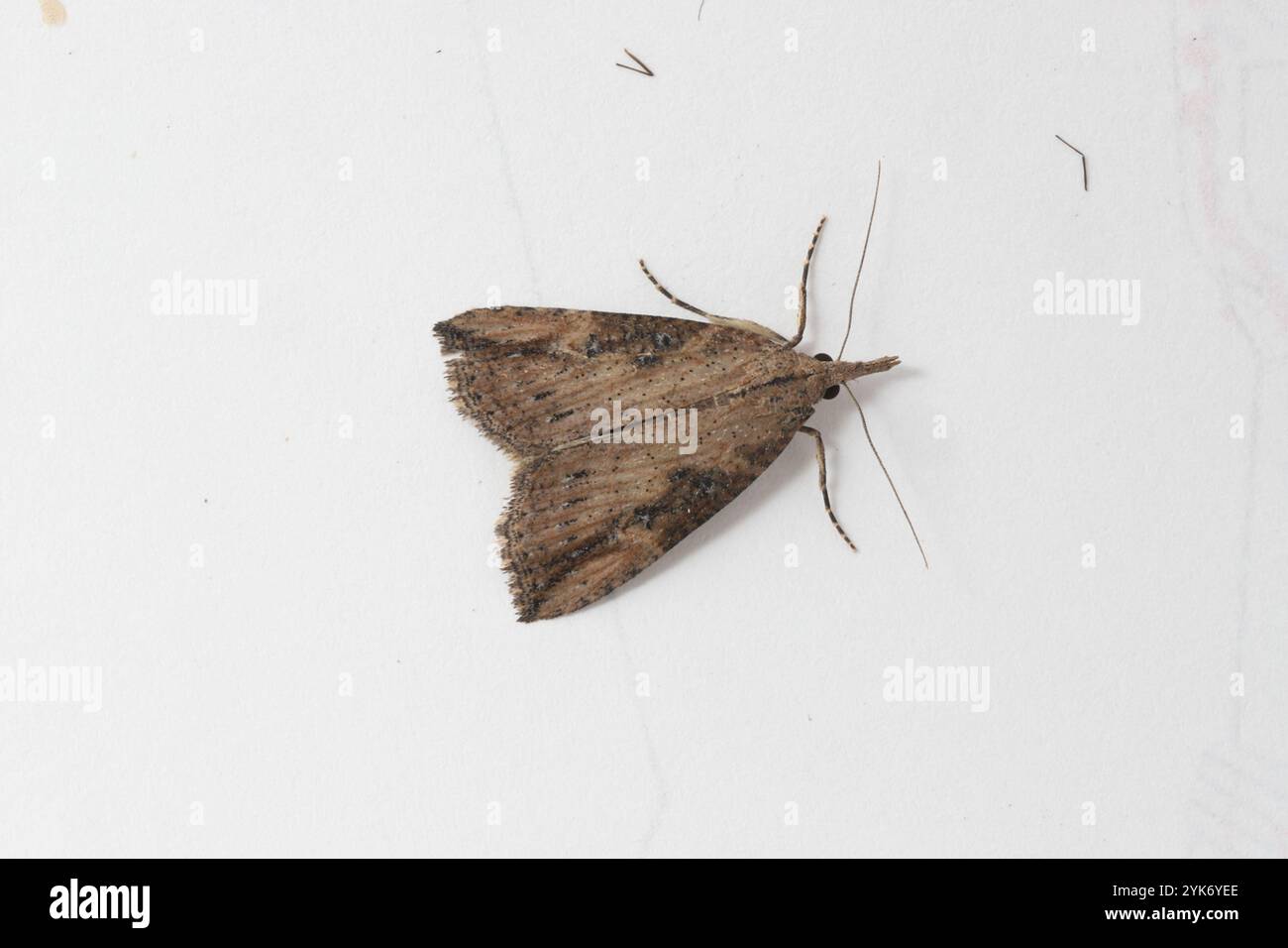 Hop Vine Snout (Hypena humuli Stock Photo - Alamy