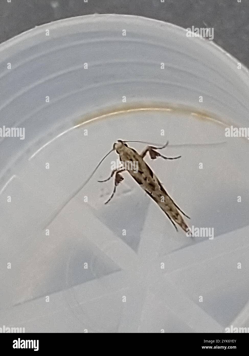 Caloptilia azaleella hi-res stock photography and images - Alamy