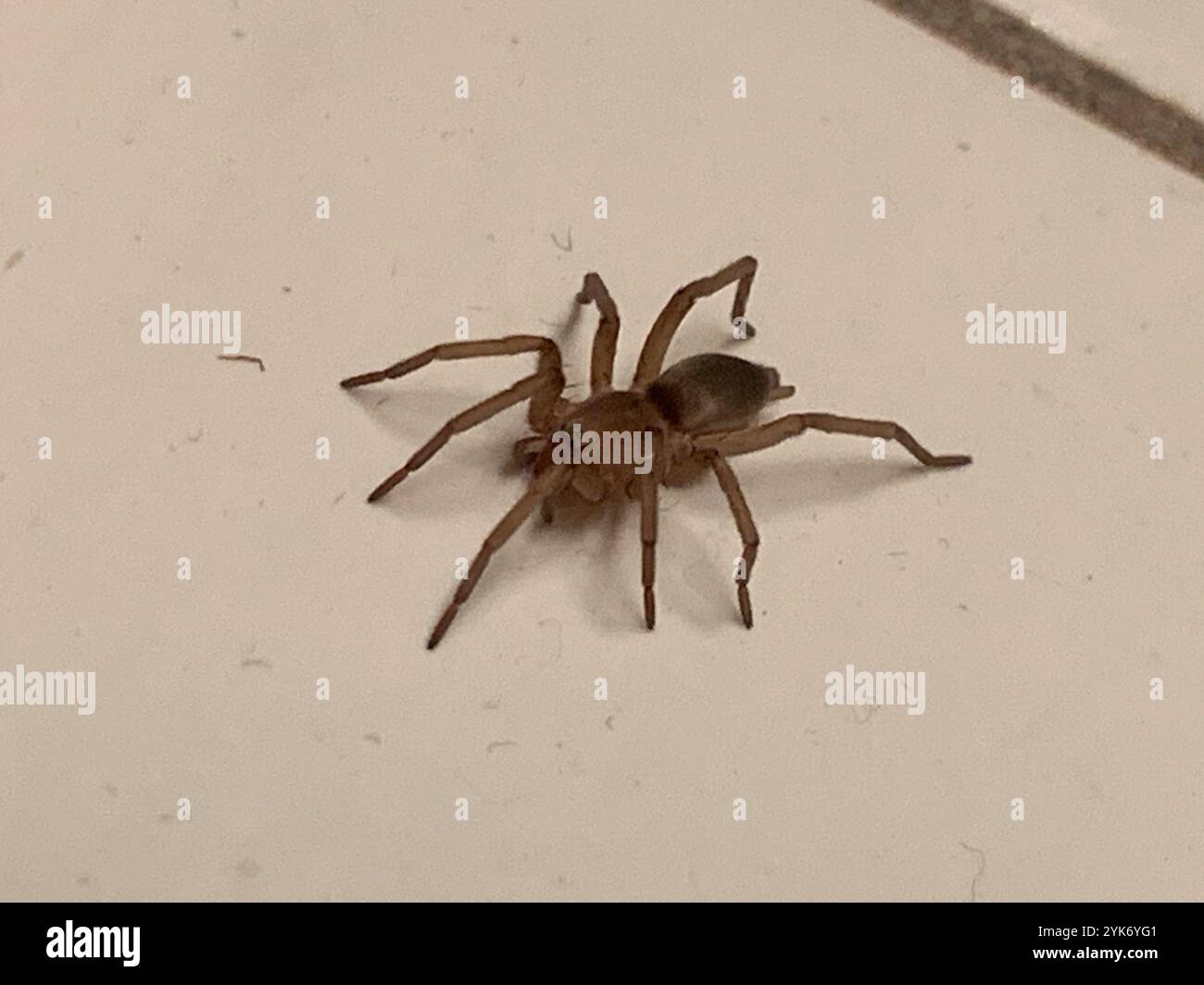 Stealthy Ground Spiders (Gnaphosidae Stock Photo - Alamy