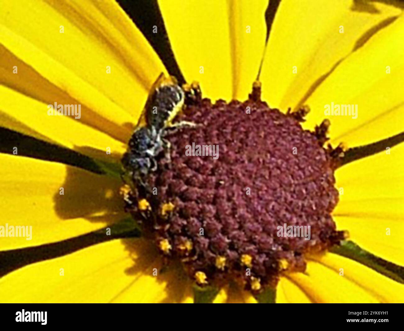 Armored-Resin bees (Heriades Stock Photo - Alamy