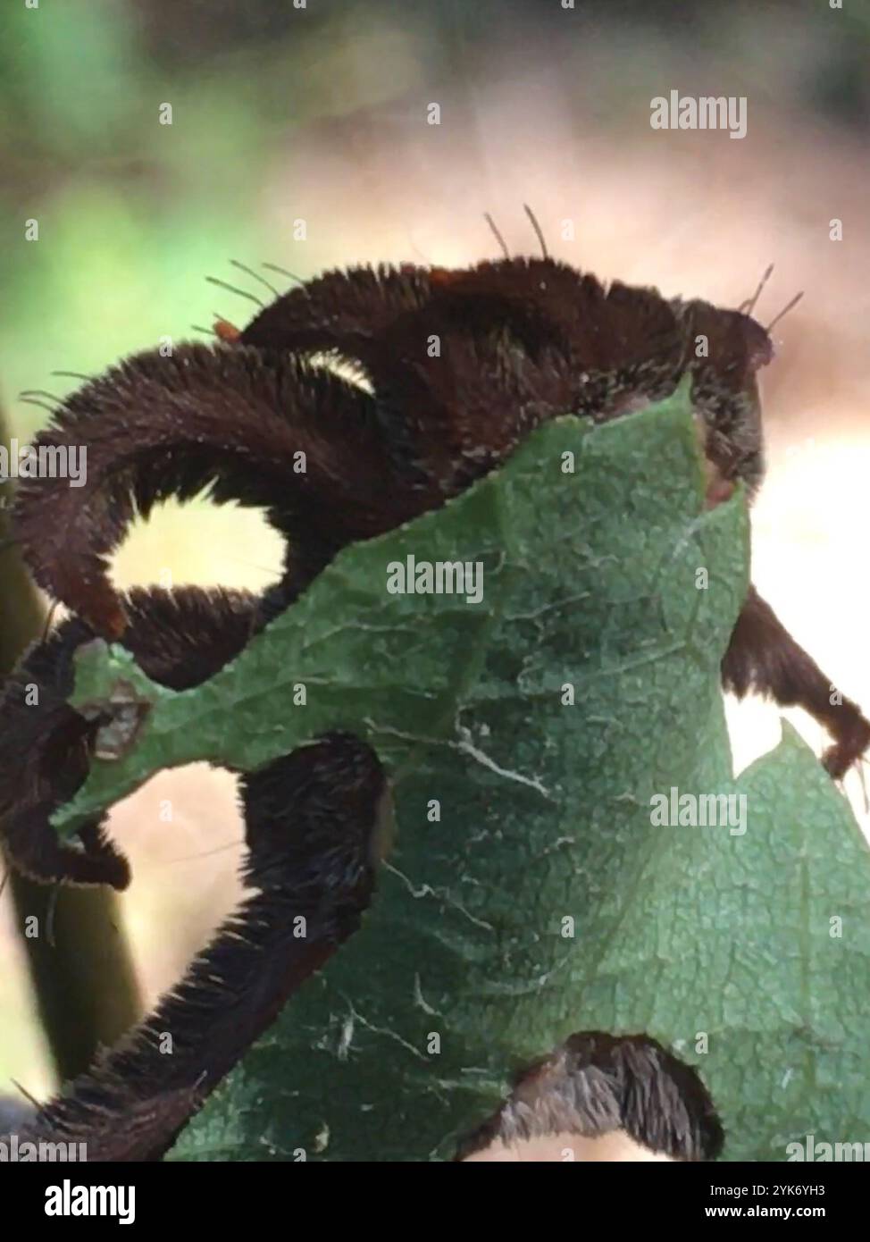 Hag Moth (Phobetron pithecium Stock Photo - Alamy