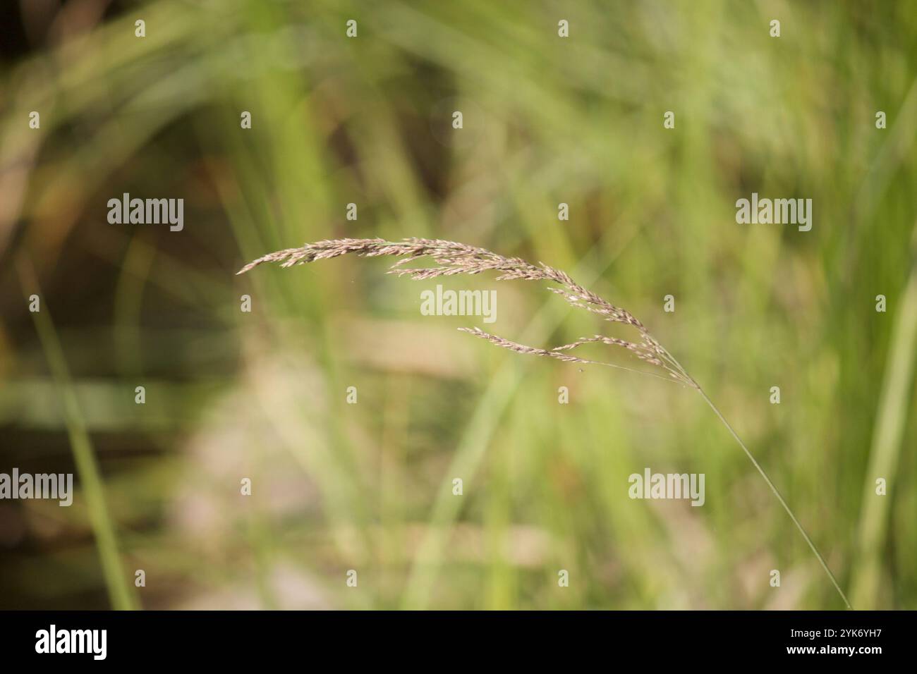 canadian bluejoint (Calamagrostis canadensis Stock Photo - Alamy