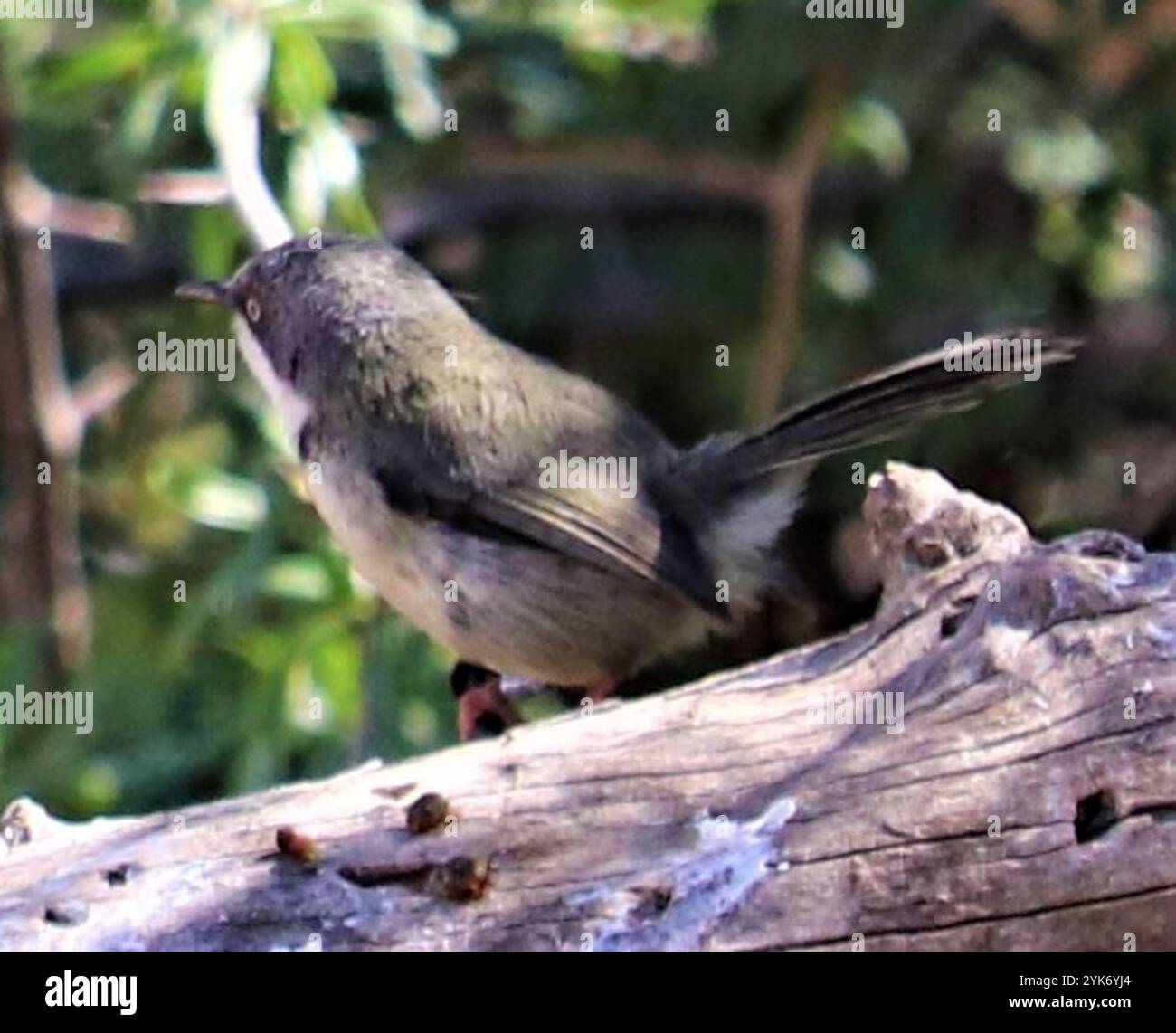 Bar throated apalis apalis thoracica hi-res stock photography and ...