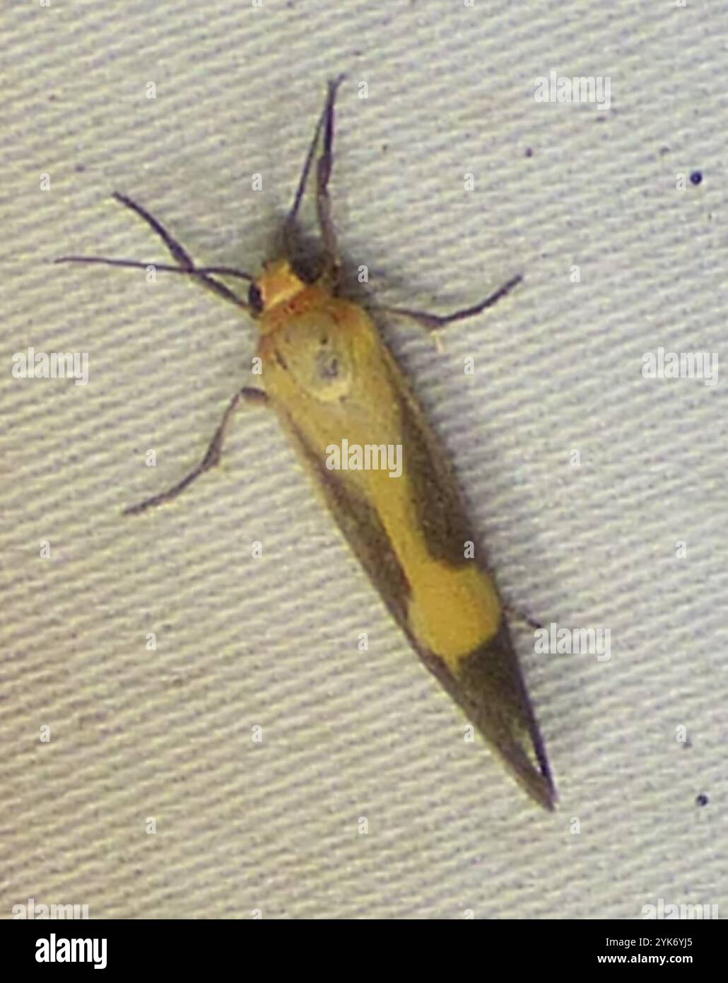 Lead-colored Lichen Moth (Cisthene plumbea Stock Photo - Alamy