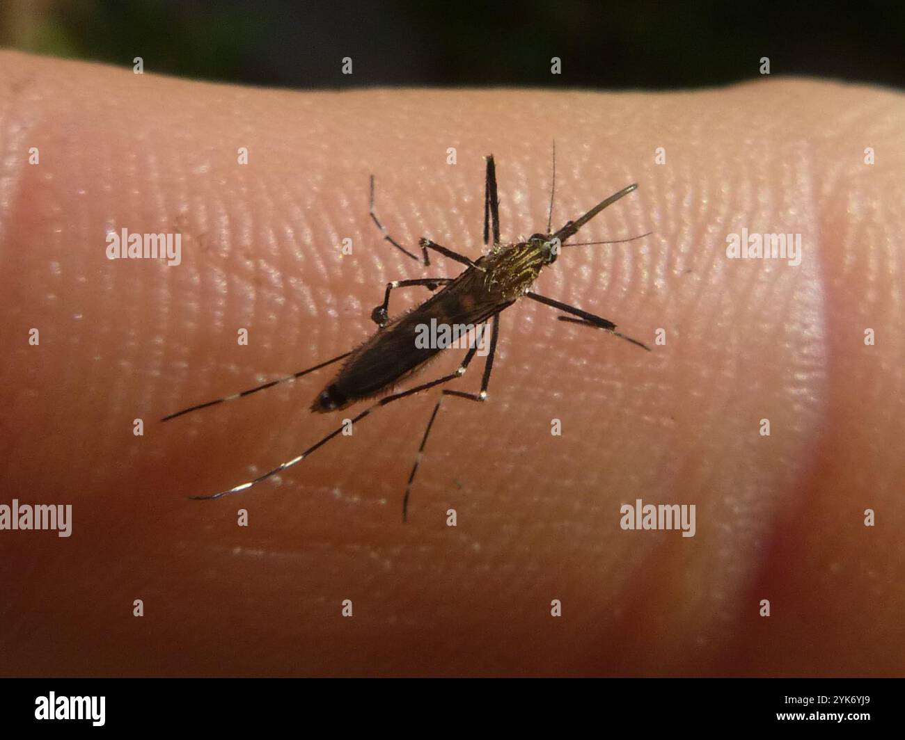 Asian Bush Mosquito (Aedes japonicus Stock Photo - Alamy