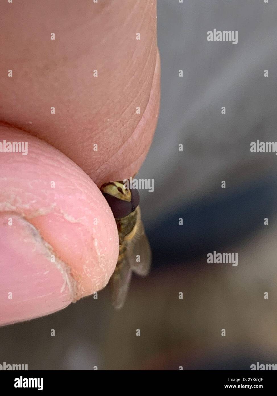 Long-tailed Aphideater Complex (Eupeodes americanus Stock Photo - Alamy