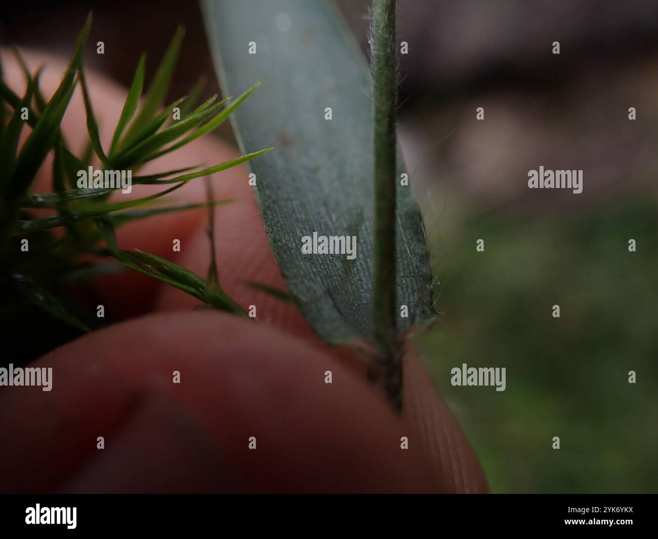hairy rosette-panicgrass (Dichanthelium acuminatum Stock Photo - Alamy