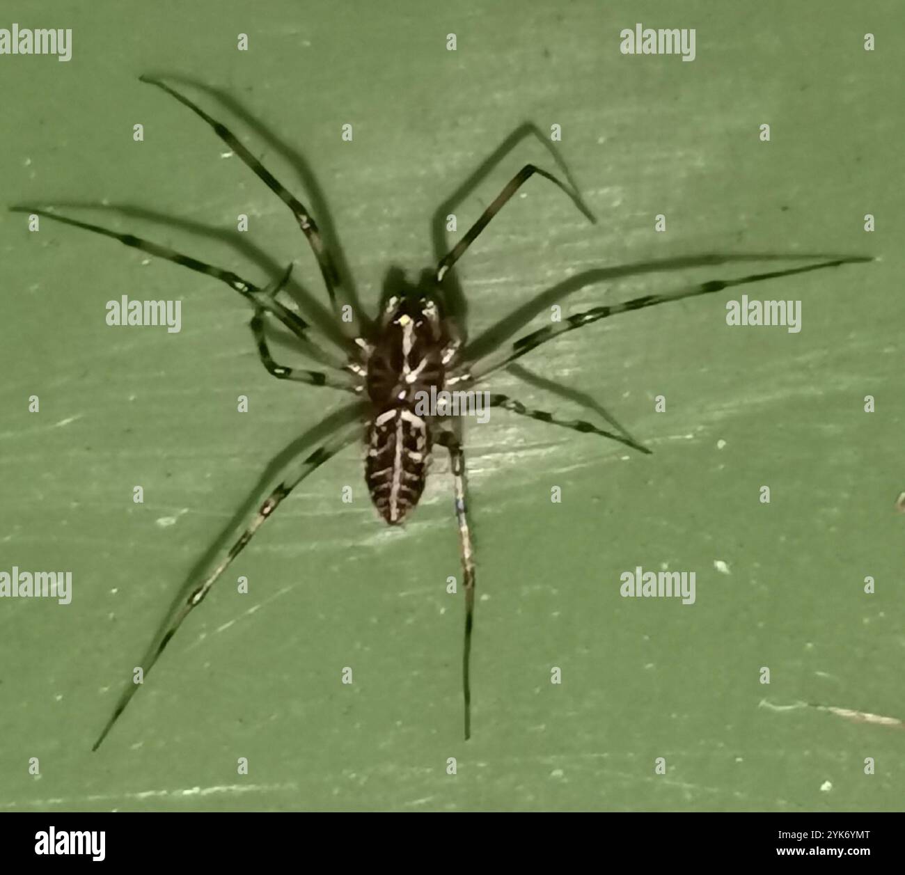 Invisible Spider (Drapetisca socialis Stock Photo - Alamy