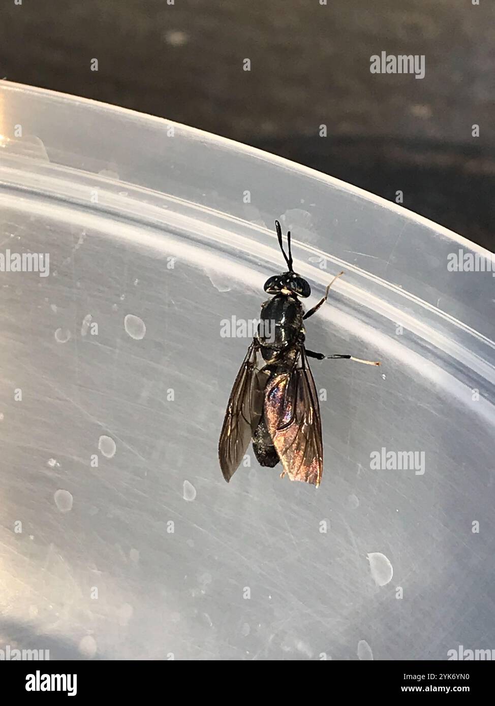 Black Soldier Fly (Hermetia illucens Stock Photo - Alamy