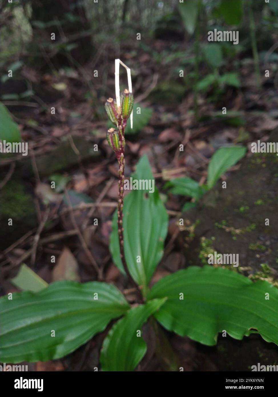 Malaxis versicolor hi-res stock photography and images - Alamy