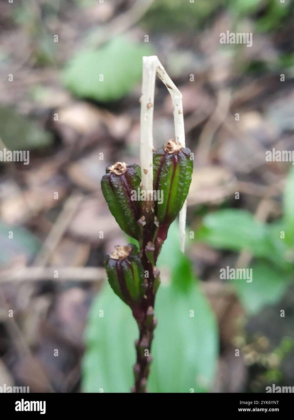 Malaxis versicolor hi-res stock photography and images - Alamy