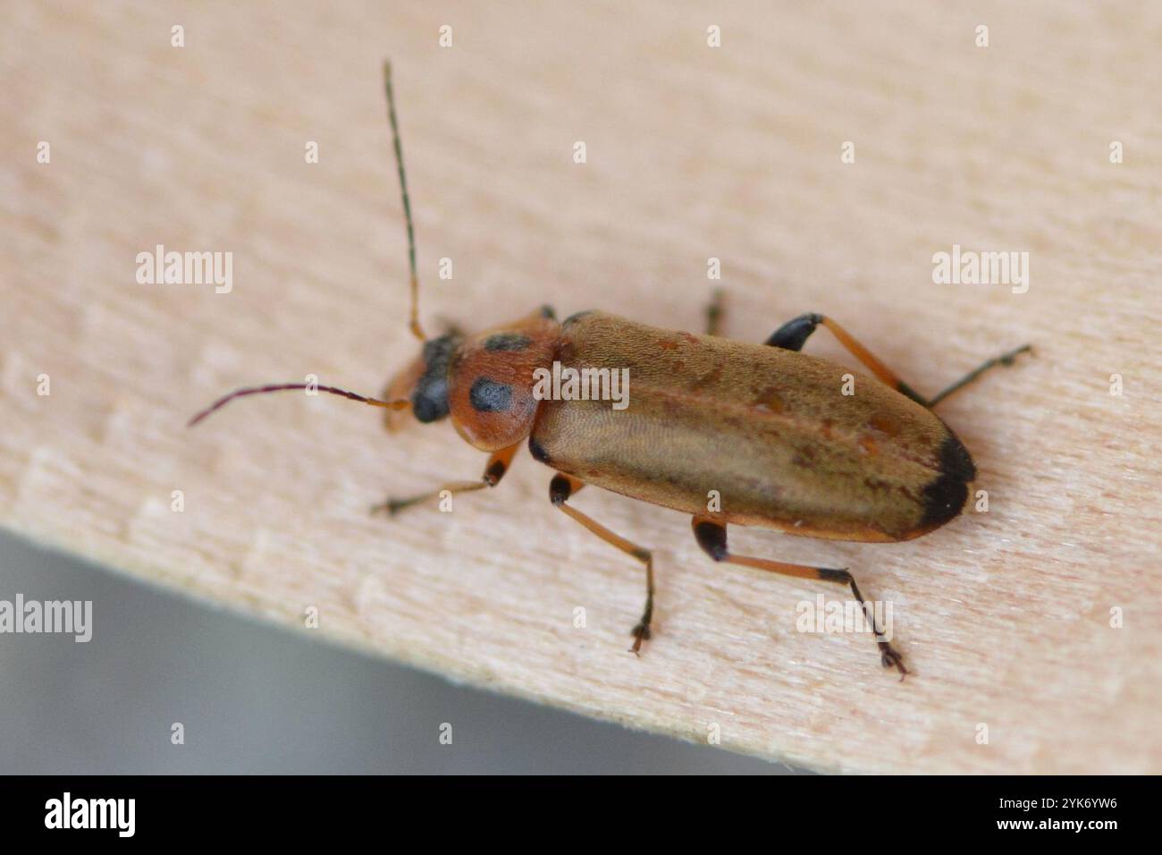 Osphya hi-res stock photography and images - Alamy