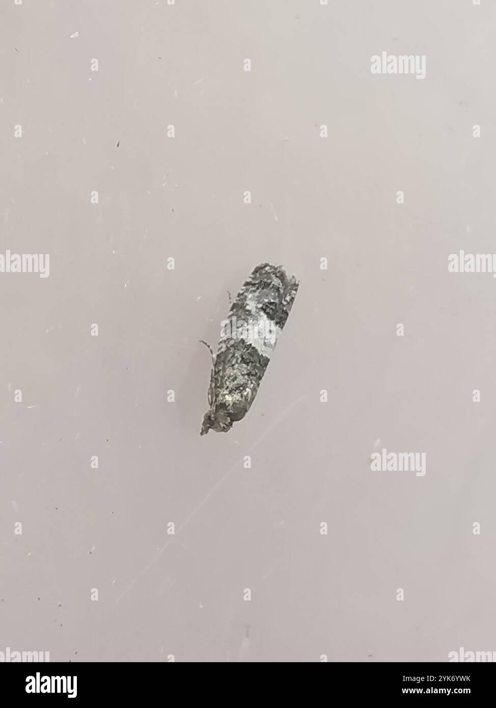 Spilonota hi-res stock photography and images - Alamy