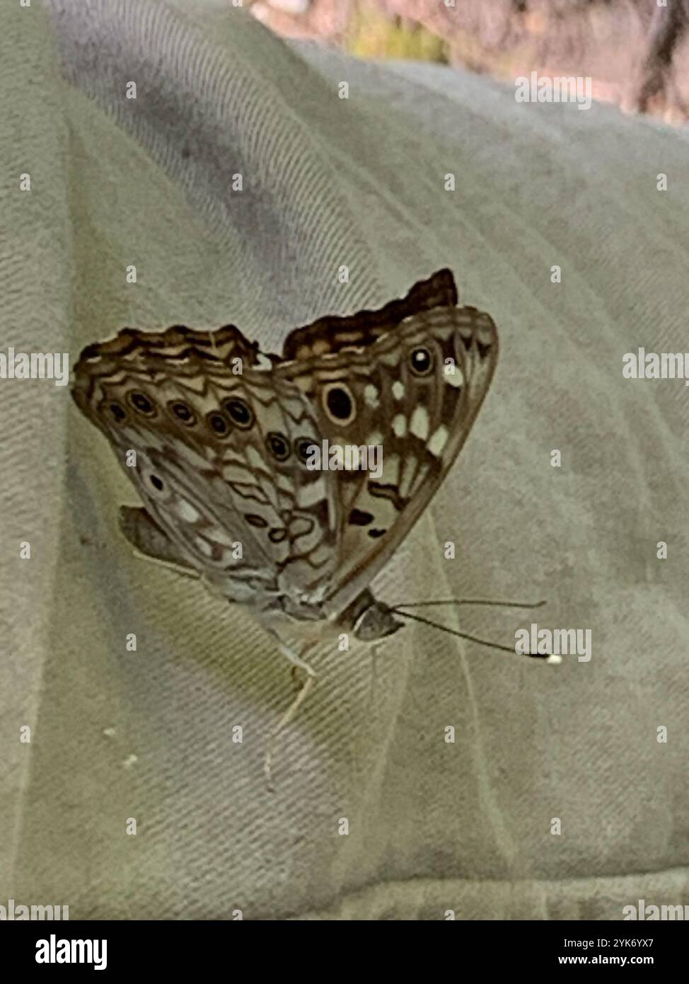 Hackberry Emperor (Asterocampa celtis Stock Photo - Alamy