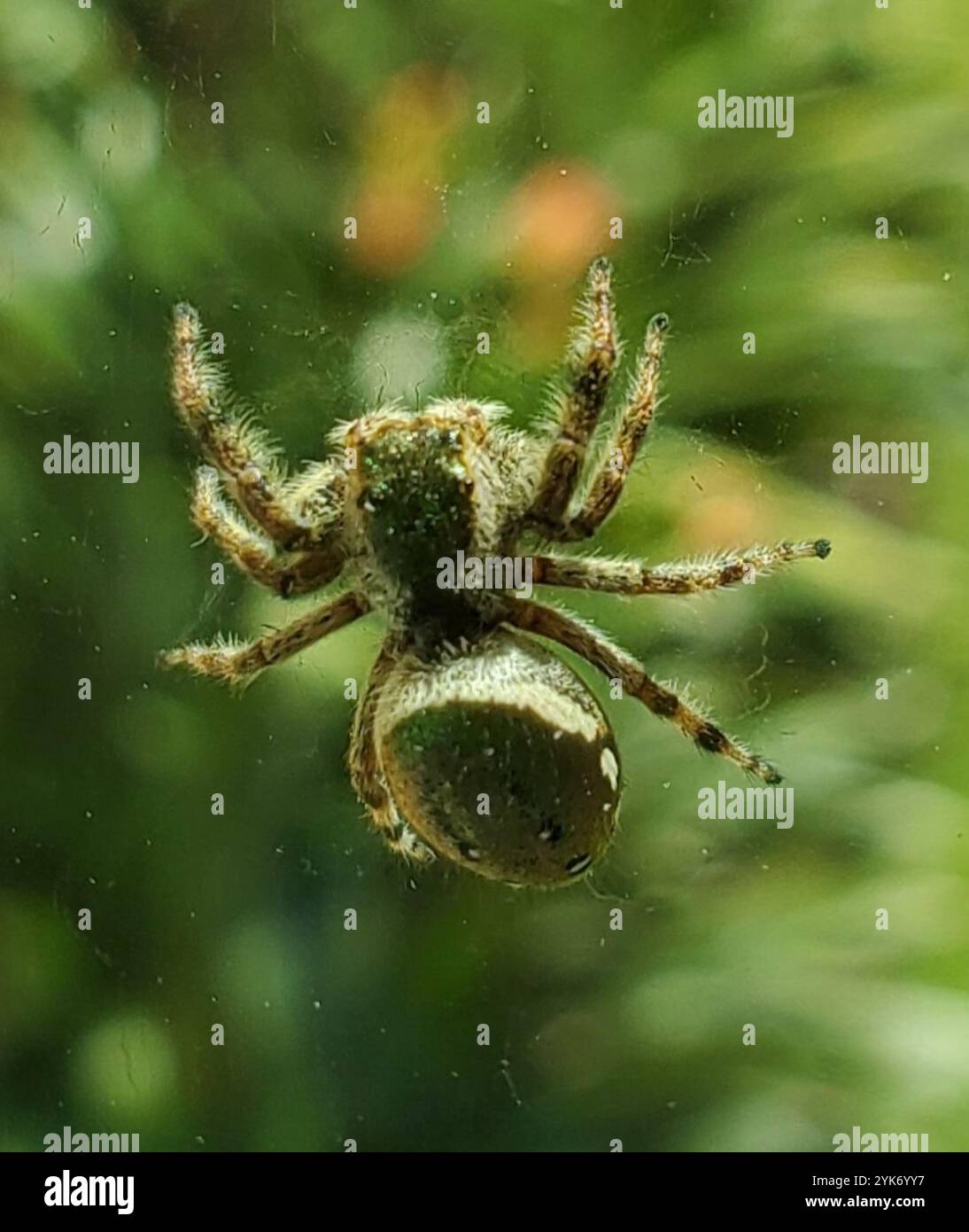 Golden Jumping Spider (Paraphidippus aurantius Stock Photo - Alamy