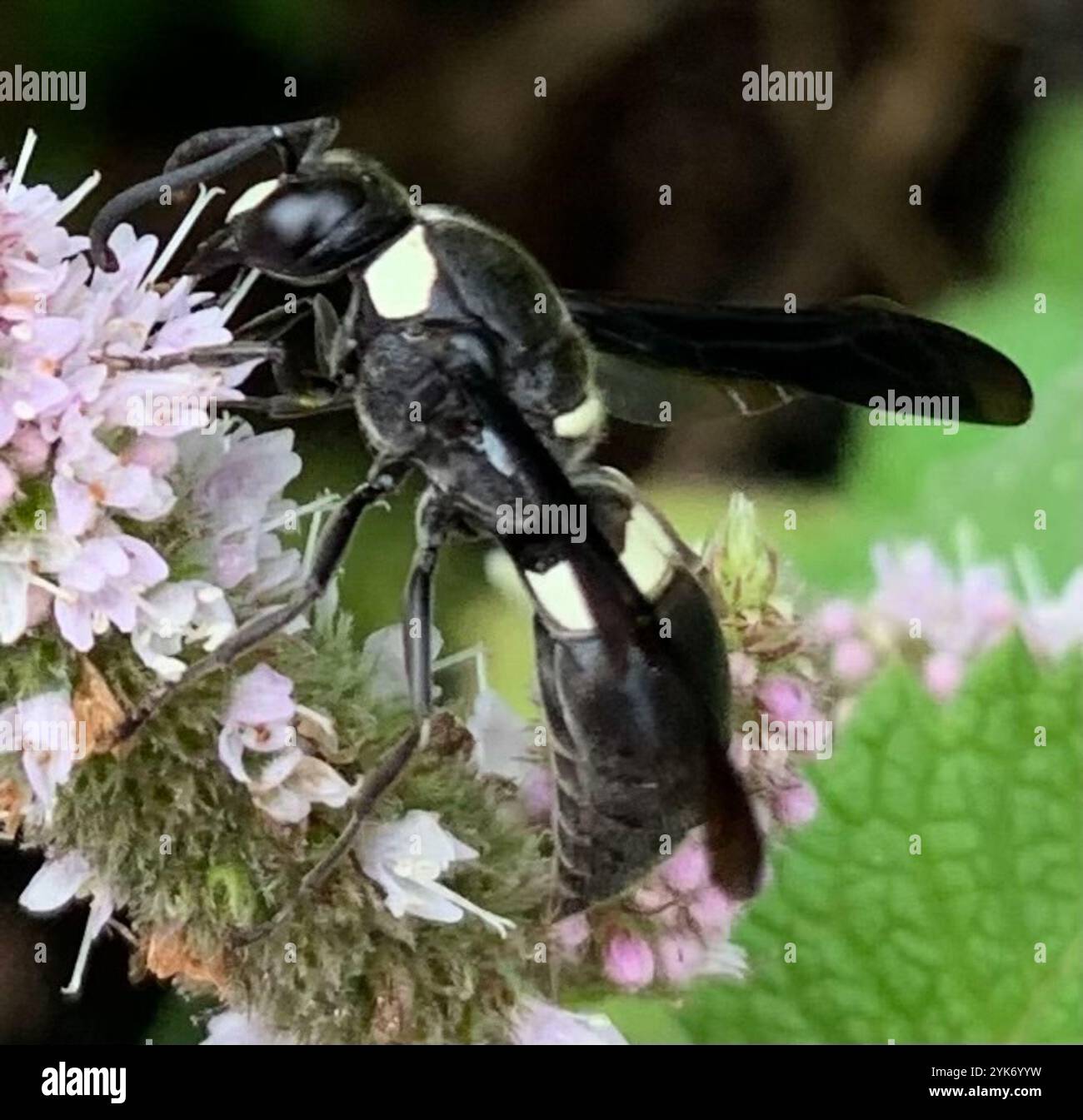 Four-toothed Mason Wasp (Monobia quadridens Stock Photo - Alamy