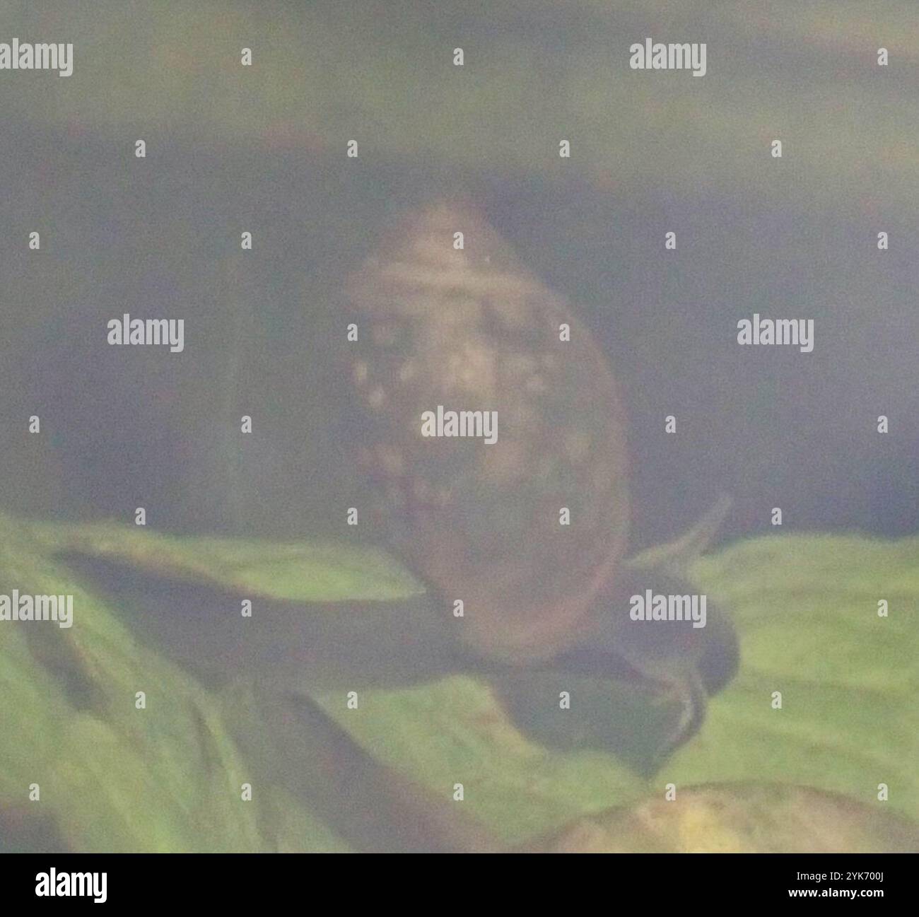 Acute Bladder Snail (Physella acuta Stock Photo - Alamy