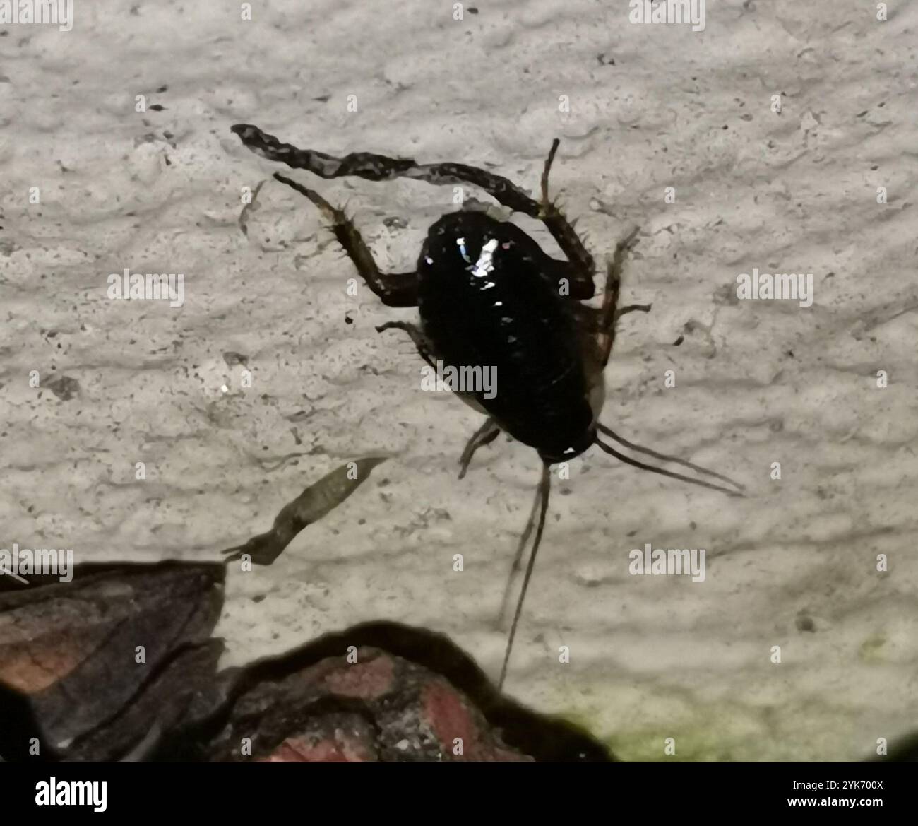 Forest Cockroach (Ectobius sylvestris Stock Photo - Alamy