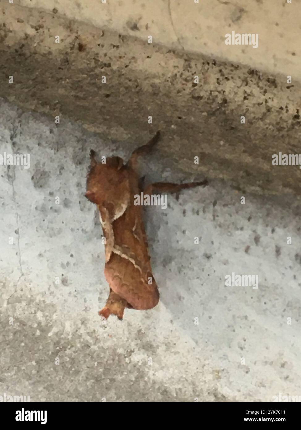 Orange Swift (Triodia sylvina Stock Photo - Alamy