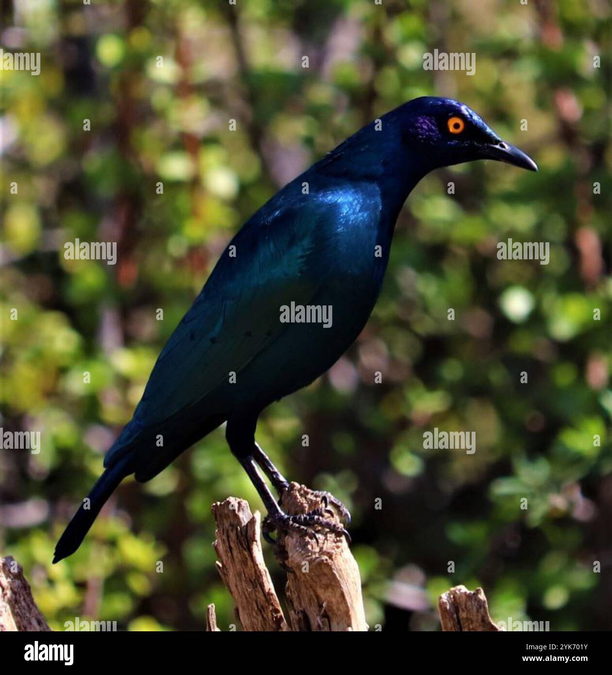Cape Starling (Lamprotornis nitens Stock Photo - Alamy
