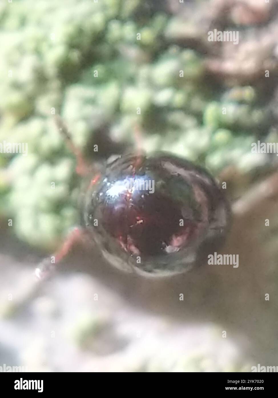 Agathidium hi-res stock photography and images - Alamy