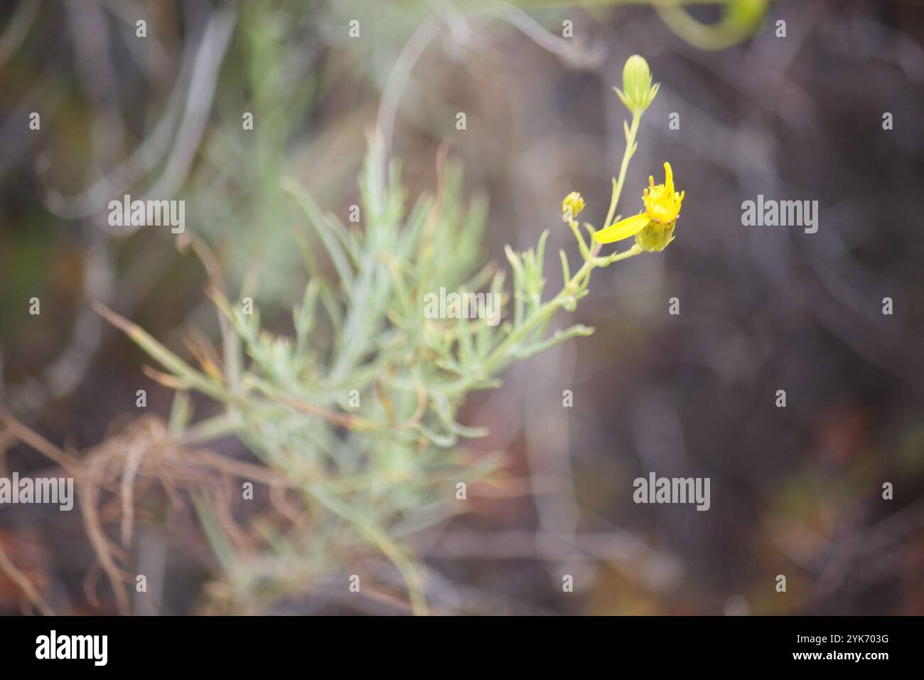 threadleaf groundsel (Senecio flaccidus Stock Photo - Alamy