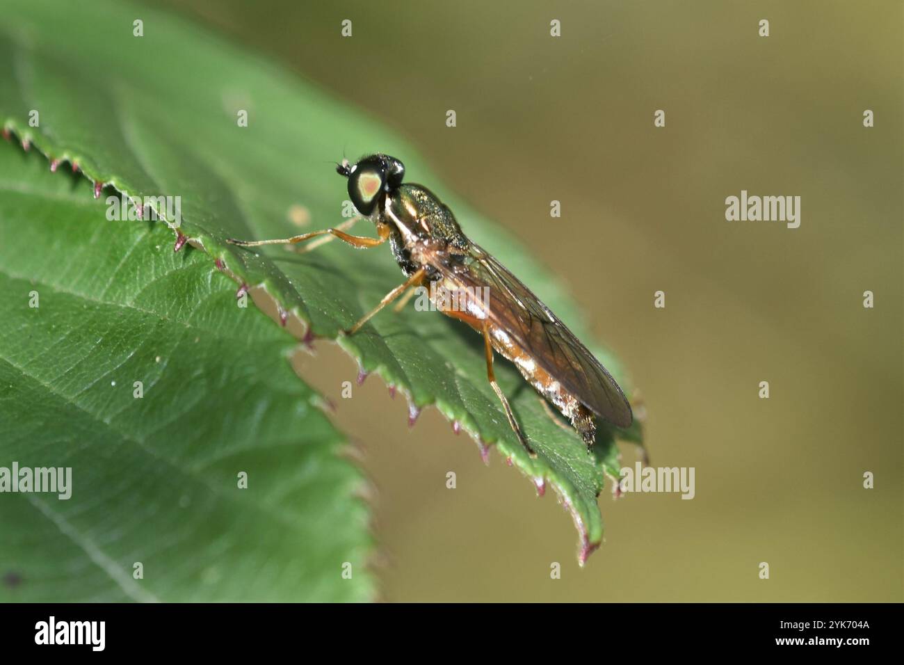 Twin-Spot Centurion Fly (Sargus bipunctatus Stock Photo - Alamy