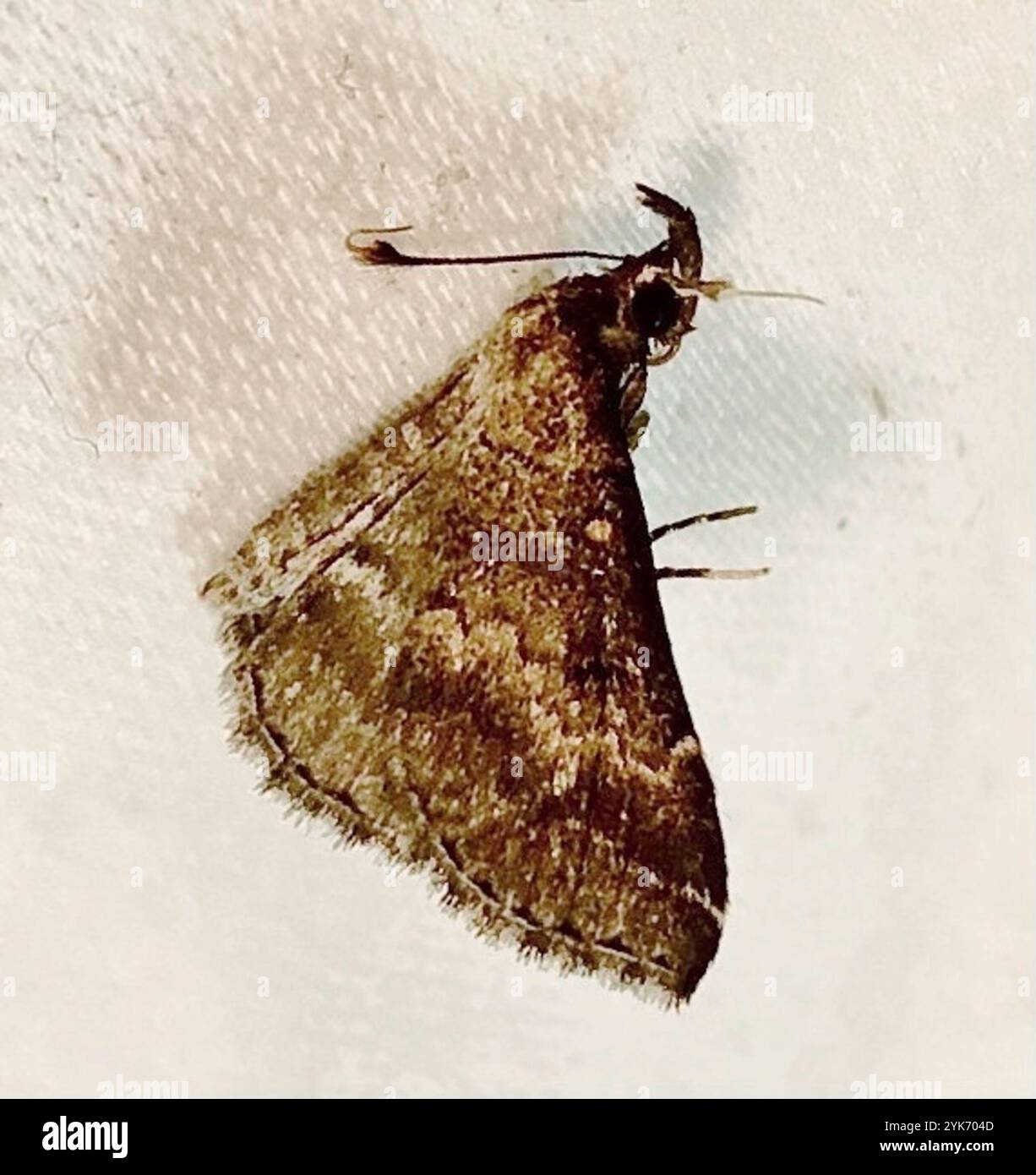 Sociable Renia Moth (Renia factiosalis Stock Photo - Alamy