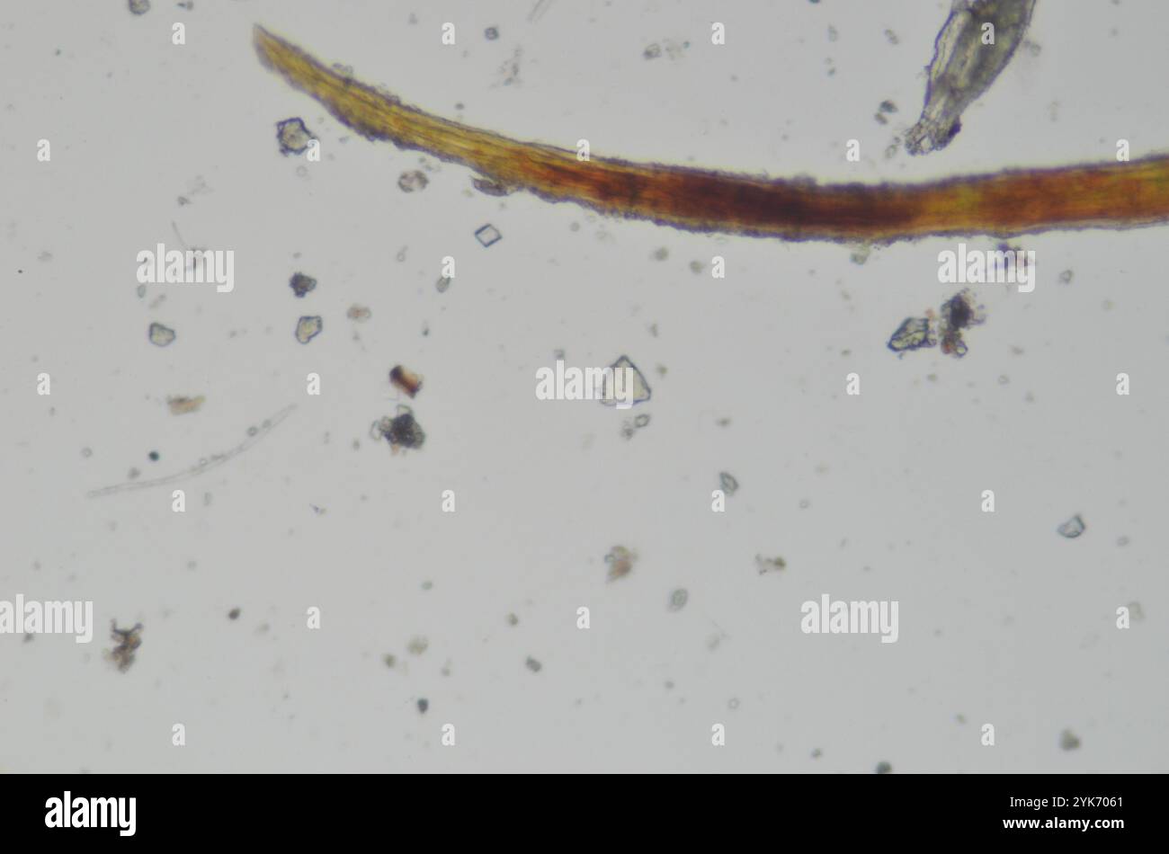 Long leaved moss hi-res stock photography and images - Alamy